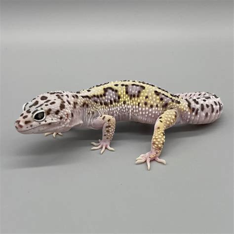 Male Mack Snow Bold