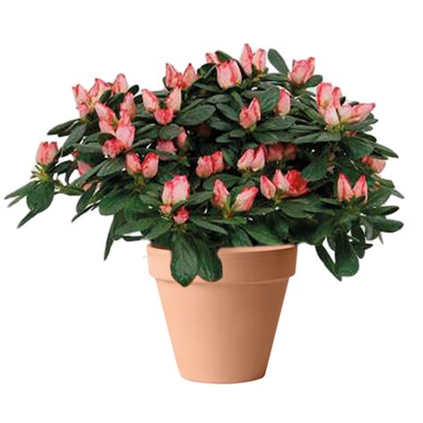 Azalea Flandresse Mathis Pot Ø34cm Boutique Evl