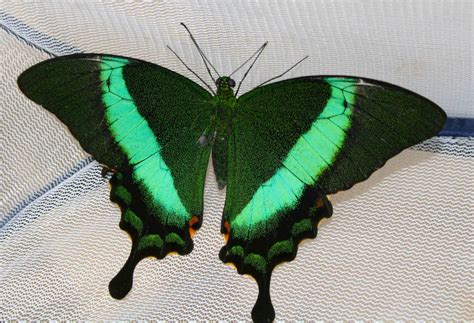 Chris Phyla The Digestive System In The Nine Phyla