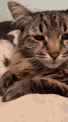 Sleepyhoneycat Yawning Sleepyhoneycat Yawning Cat Ищите Sleepyhoneycat Yawning Sleepyhoneycat Yawning Cat Ищите