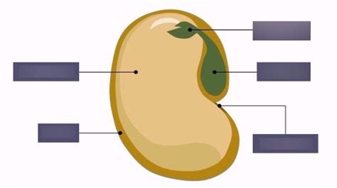 Seed Diagram Diagram Quizlet
