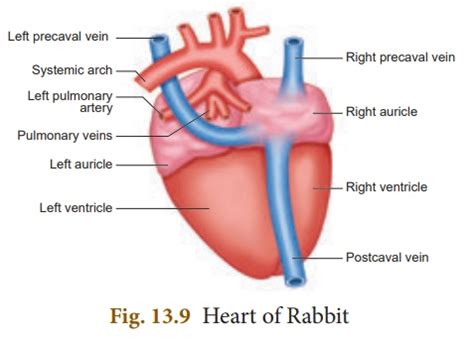 Rabbit Heart Diagram