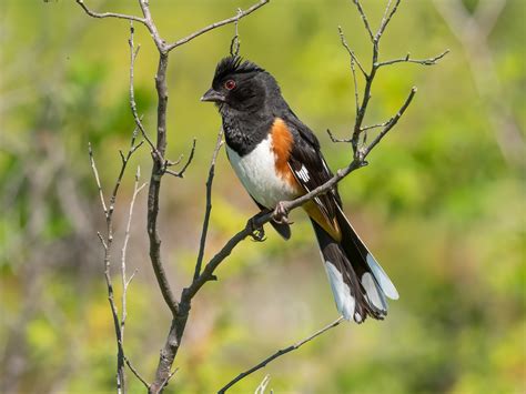 Eastern Towhee Pipilo Erythrophthalmus Birds Of The World