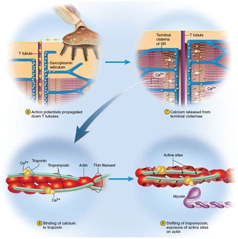 Excitation Contraction Coupling Action Potential Moves Along