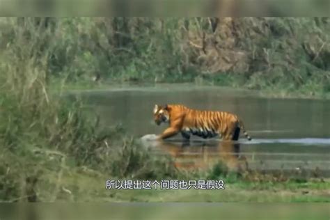 一只成年雄性东北虎最多能抵抗几只鬣狗结局你可能想不到 抵抗 鬣狗 东北虎