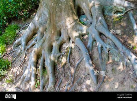 Tree Roots Exposed After Land Erosion Stock Photo Alamy