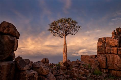 Keetmanshoop Quiver Tree Alpine Light