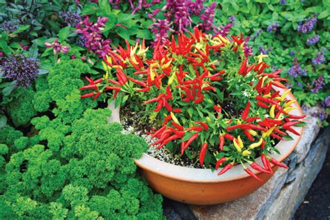 Ornamental Peppers Spice Up The Landscape Mississippi Farm Country
