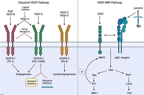 Frontiers Profiling And Targeting Cancer Stem Cell Signaling Pathways
