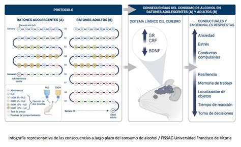 Qué consecuencias tiene el consumo de alcohol en la adolescencia
