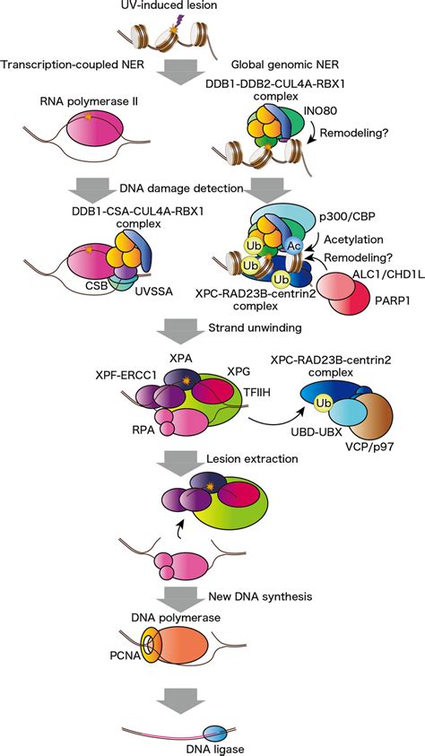 Model Of Nucleotide Excision Repair Ner Machinery Cbp Creb‐binding Download Scientific