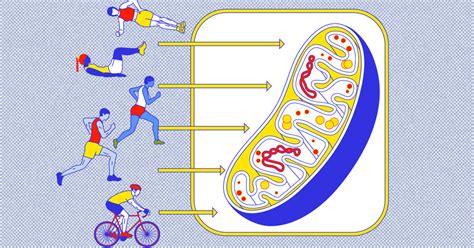 Is ‘zone 2 The Magic Effort Level For Exercise The New York Times