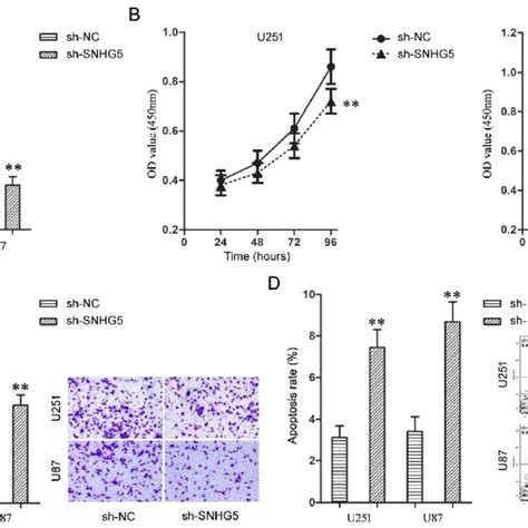 Knockdown Of Snhg5 Inhibited Malignant Cellular Phenotypes Of Glioma