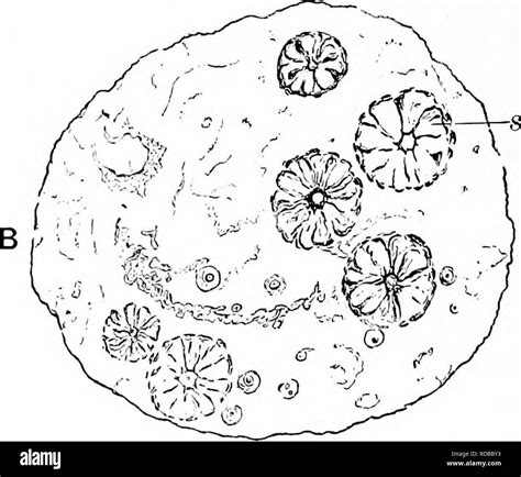 Lepidodendron Stem Anatomy