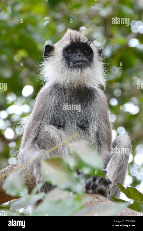 Tufted Gray Langur Coromandel Sacred Langur Südliche Hanuman Langur