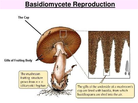 Fungus Part I