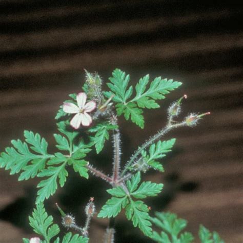 Washington State Noxious Weed Control Board