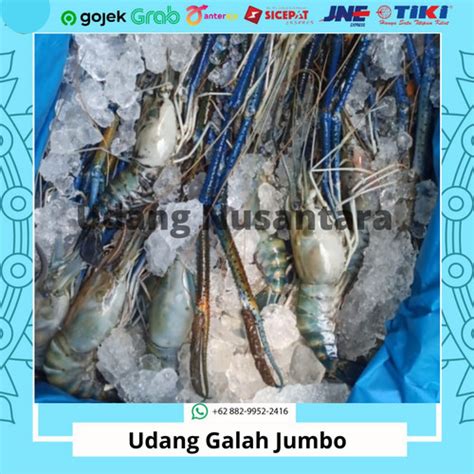 Jual Udang Galah Fresh 1kg Jumbo Isi 4 5 Ekor Udang Tokal Besar Segar