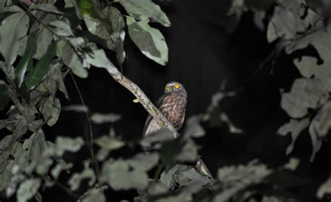 Taxonomy Owls Strigidae
