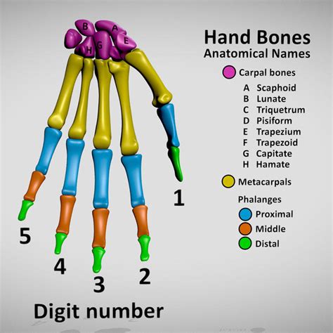 Skeleton Hand Bone Anatomy Name Infographic By Strick67 On Deviantart