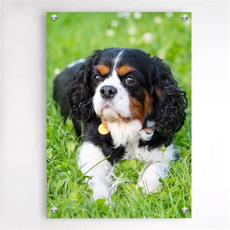 Custom Dog Plexiglass Floating Frames Art Personalized Pet Portrait