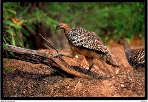 Vögel 10 8 2023 2 T 7 Australia Bird Oiseau Mallee Fowl