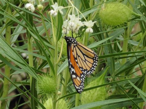 Sur Walks Senderismo En Andalucía Danaus Plexippus