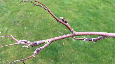 Rowan Sorbus Aucuparia Branches And Buds January 2018 January 2018 Rowan Bud