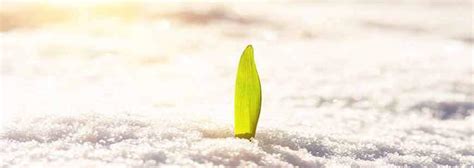 Growing Wheatgrass In The Winter Cold Weather Wheat Grass Grow Tips Blog