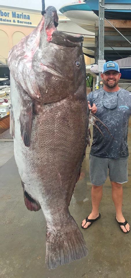 350 Pound Record Grouper Caught Southwest Florida Wacky Explorer