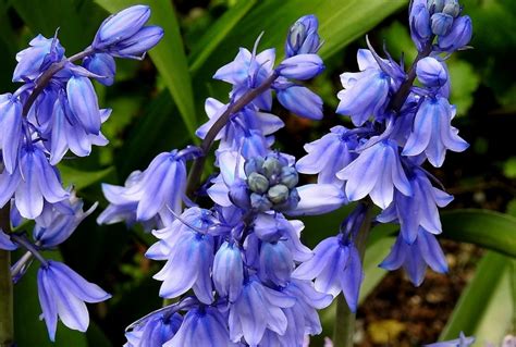 トッコス爺の身近な花虫鳥 撮り ツリガネズイセン釣鐘水仙