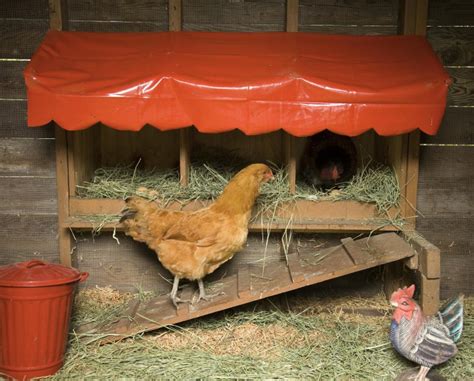 Styles Of Chicken Coops For Backyard Chickens Successful Farming
