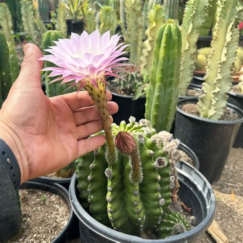Sea Urchin Cactus Echinopsis Eyriesii Info Shop At Planet Desert