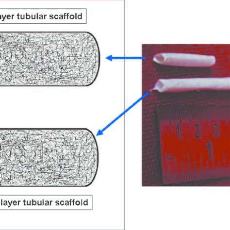 A Is Schematic And B Photographic Representations Of Bi Layer And Download Scientific