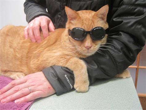 Veterinary Laser Laser Therapy For Cats