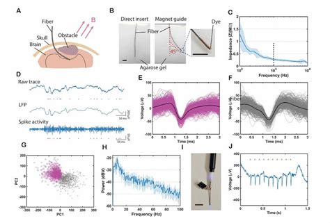 In Vivo Neural Electrophysiological Recording And Optogenetic Control