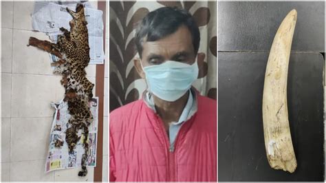 Leopard Skin And Elephant Tusk Seized One Detained In Odishas Deogarh