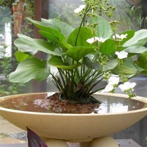 4 Jenis Tanaman Air Dalam Pot