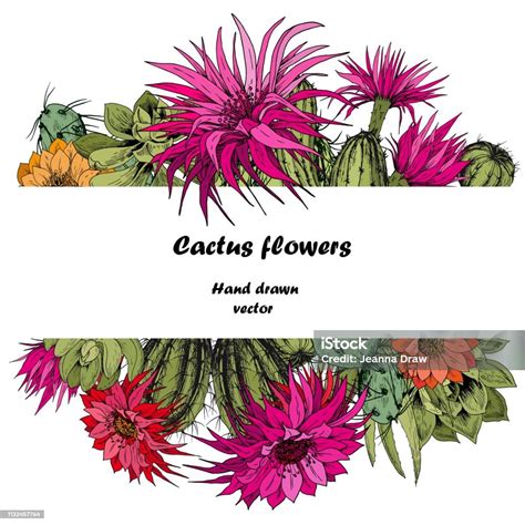 Cornice Quadrata Con Fiori Di Cactus Colorati E Piante Succulente Verdi