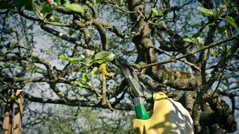 How Often Should You Prune Your Trees