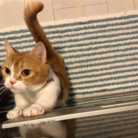 部屋全体ねこねこのいる日常しあわせ♡ねこばかりすみませんmmなどのインテリア実例 2018 07 31 0747