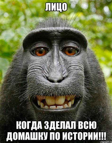 лицо когда зделал всю домашку по истории Мем Довольная обезьяна