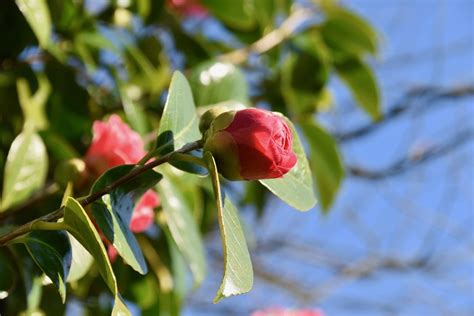 꽃 꽃의 동백 봉오리 Pixabay의 무료 사진 Pixabay