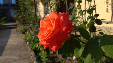 정원 꽃에 녹색 잎과 오렌지 장미의 측면보기 포장 된 산책로를 따라 화단에서 성장 0명에 대한 스톡 사진 및 기타 이미지 0