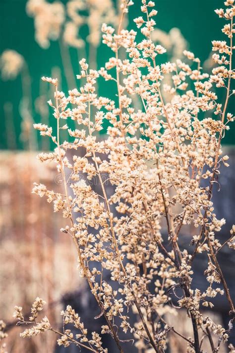 Grass On The Field Stock Photo Image Of Herbs Sunshine 178542222