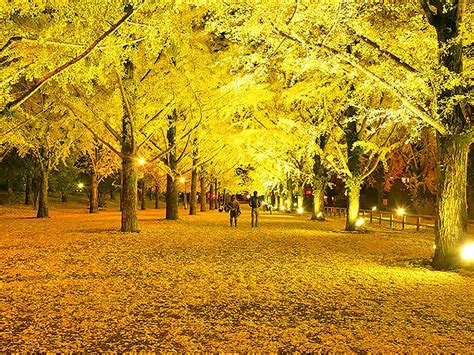 熊本縣廳 銀杏大道日本自由行 竹企旅遊
