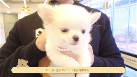 대구강아지분양 대구애견분양개키우는남자 Youtube