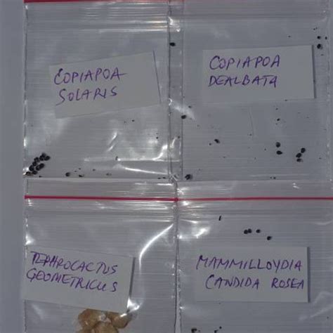 Protea Amplexicaulis 5 Seeds Clasping Leaf Sugarbush Etsy Canada