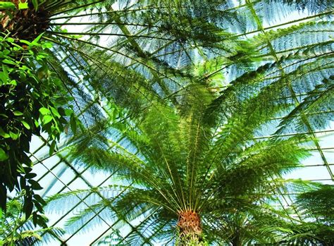 Save The Edinburgh Palm Houses Royal Botanic Garden Edinburgh