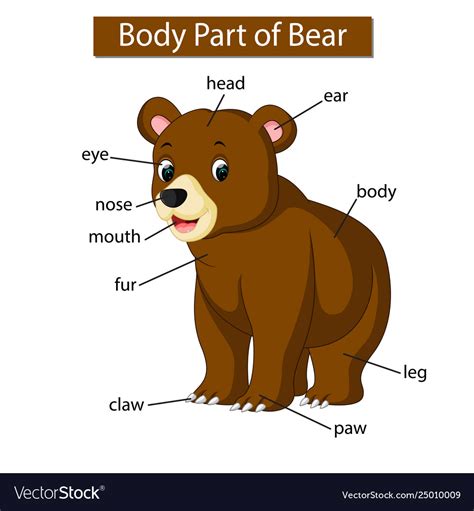 Diagram Brown Bear Diagram Mydiagramonline